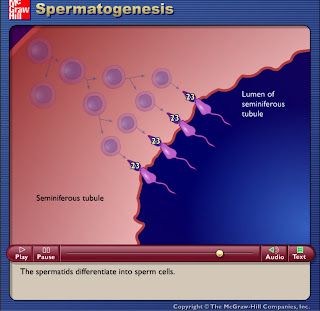 Animasi Spermatogenesis | BIOLOGIPEDIA