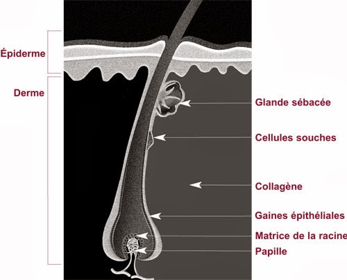 Dans l'Hair du Temps: Comment accélérer la croissance des cheveux