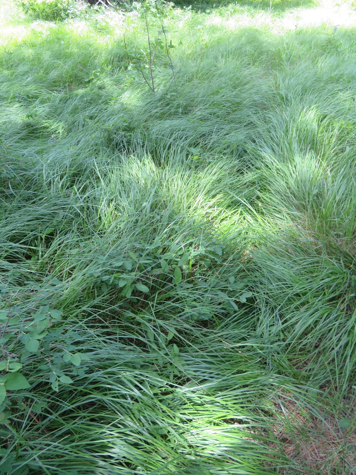 GROWISER: Northeastern Oregon's Wildflower Paradise