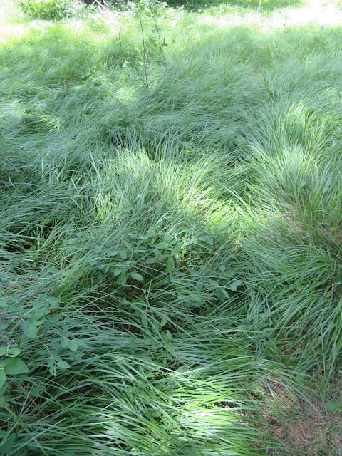 GROWISER: Northeastern Oregon's Wildflower Paradise