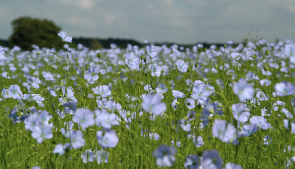 Escuela de Doctrina: Lino