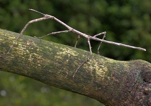 CAE: Animales con camuflajes sorprendentes