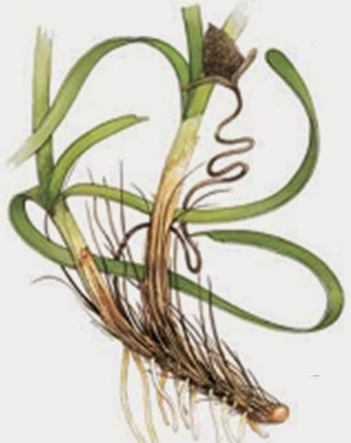 Pamacca: Jenis-Jenis Lamun di Pulau Barrang Lompo