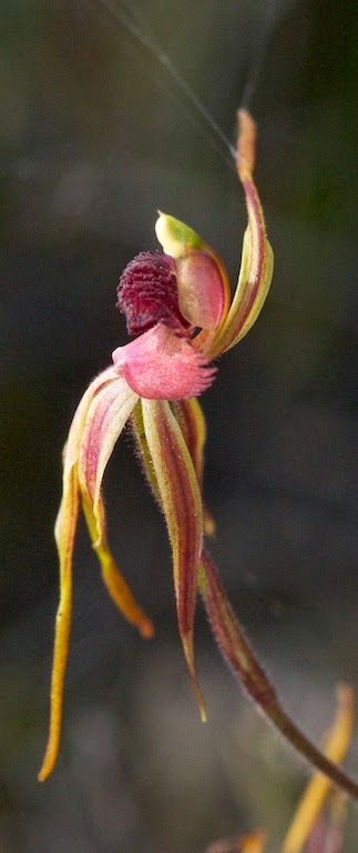 A Wandering Naturalist: Australia: Trigger Flowers, Orchids and Weeds