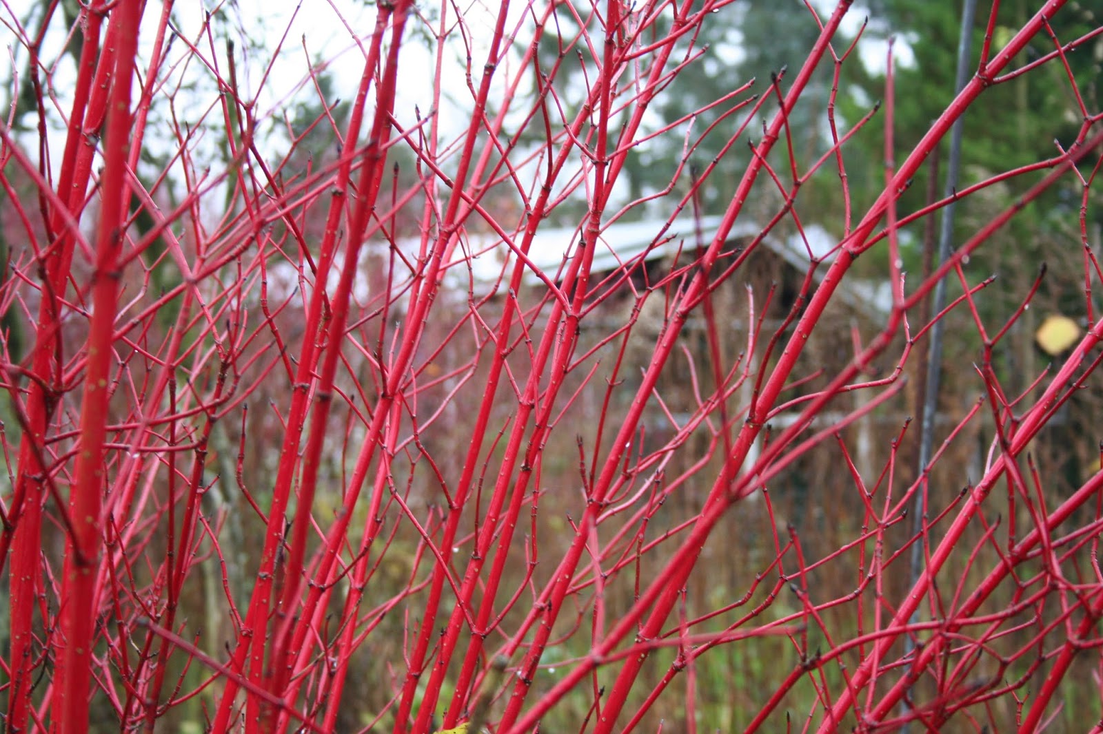 Tuinontwerp | Tuinatelier Herman & Vermeulen : 10 planten voor natte ...