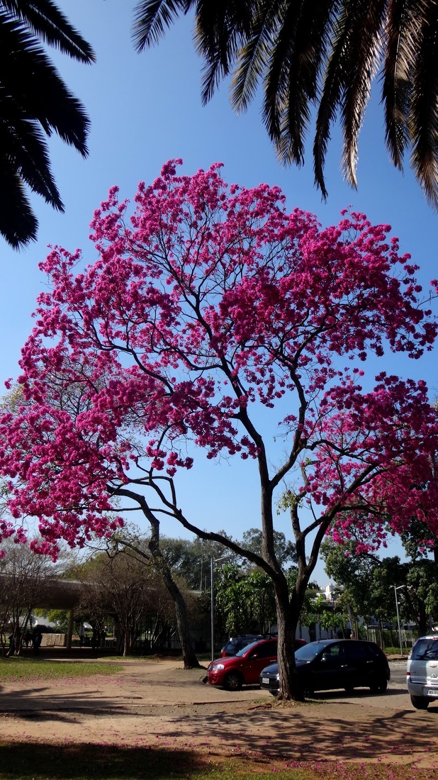 Uma flor por dia: Ipê-roxo-de-bola