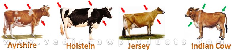 All About Vedic Cows: Why Indian Cows Are Better