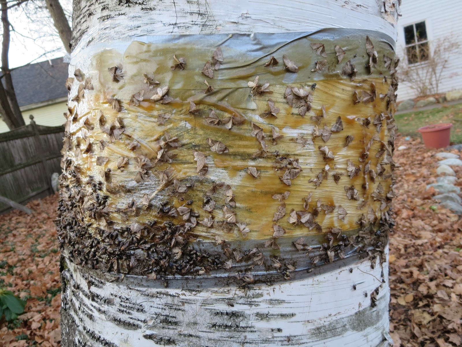 Maynard Life Outdoors and Hidden History of Maynard: Winter Moths - Act ...