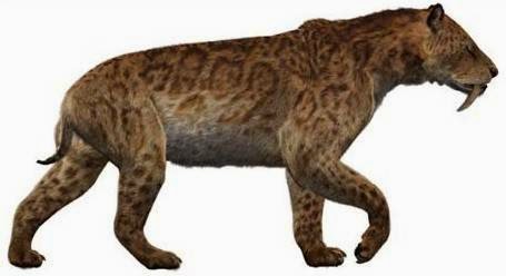 AVEEK- Blogs: Smilodon