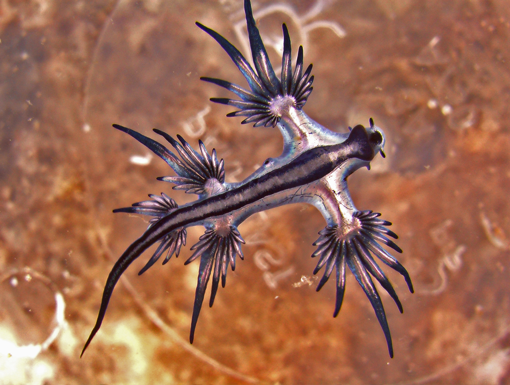 boredpandaphography: Top 10 Beautiful Photography Glaucus Atlanticus ...