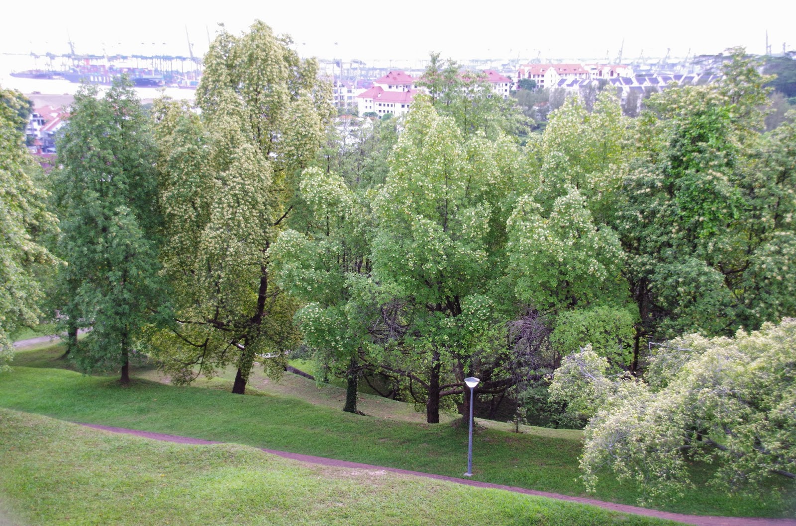 Trees and Plants: Tembusu