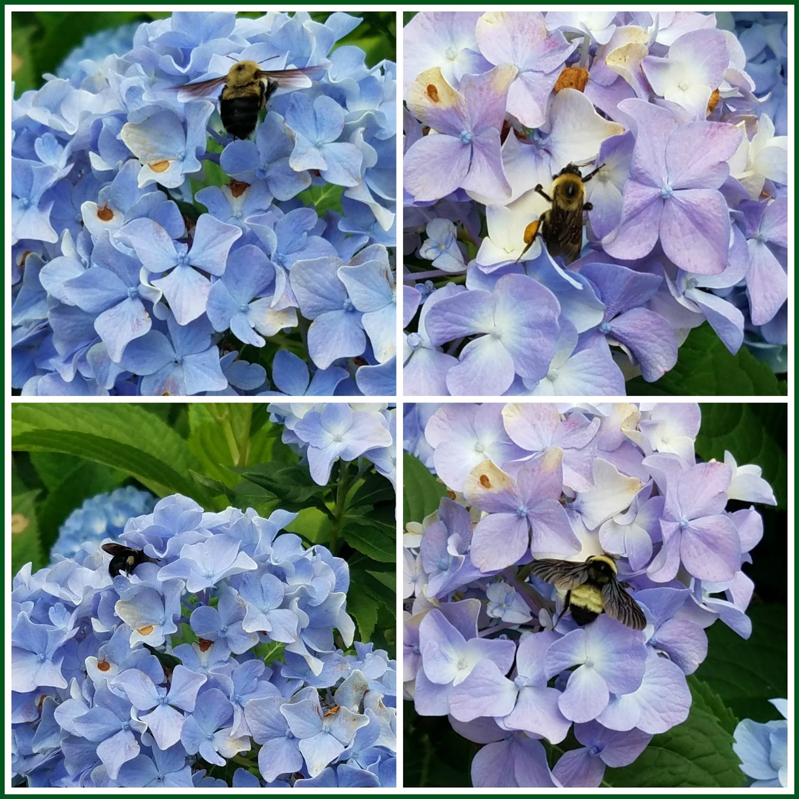 Panoply: Summer Garden Glamour Shots