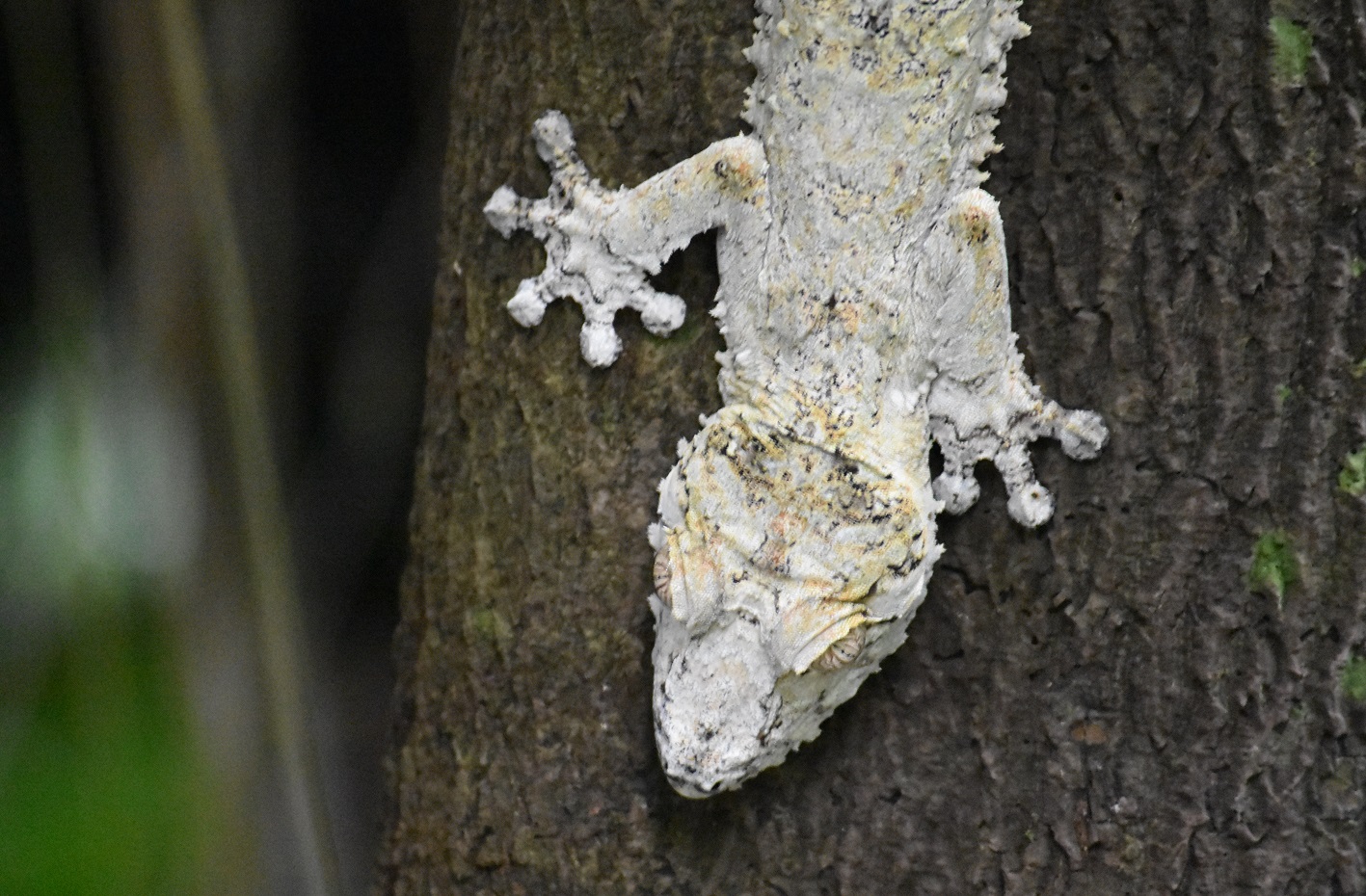 ZOOTOGRAFIANDO (6.100 ANIMALS): GECKO COLA DE HOJA SUREÑO / SOUTHERN ...