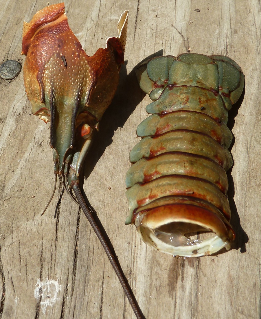Springfield Plateau: Bull Creek Lobster