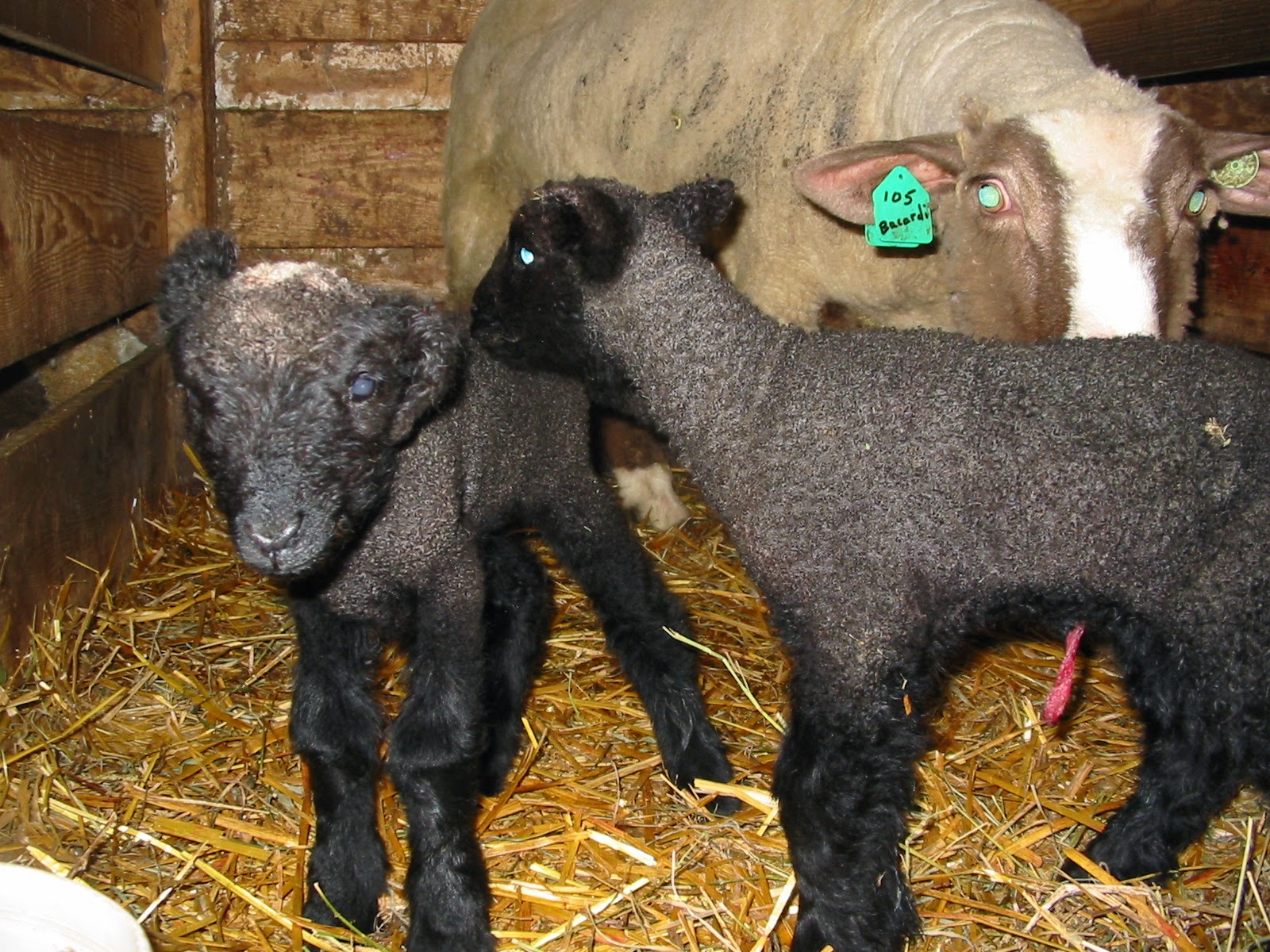 Knee Deep in Sheep: One Week In