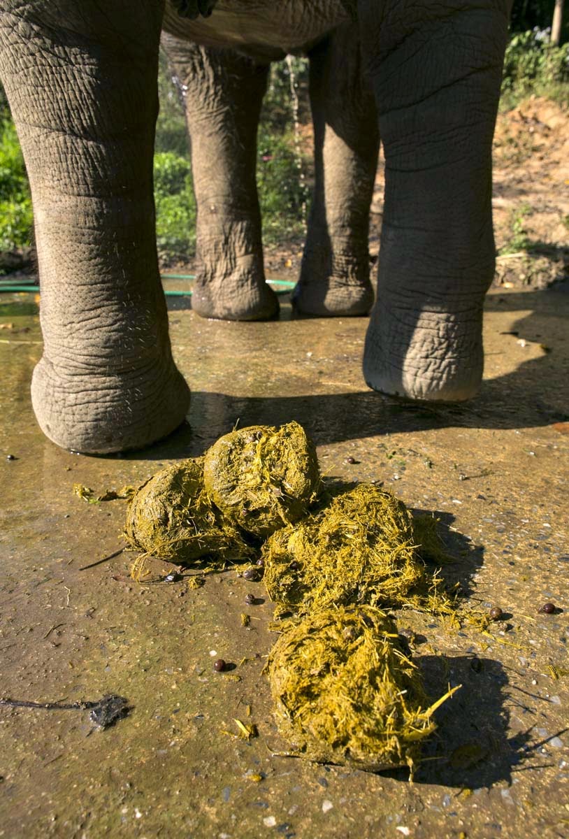 Animal Trivia : An elephant sets feces 10 times a day and the amount of ...