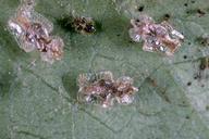 Garden Guy Hawaii: Pests of Azaleas