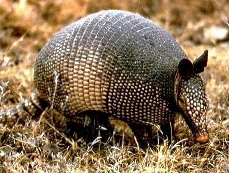 Lumea Animalelor: Curiozităţi din lumea animalelor