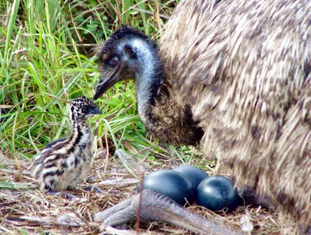 Abby's Ani-Mall: Emus