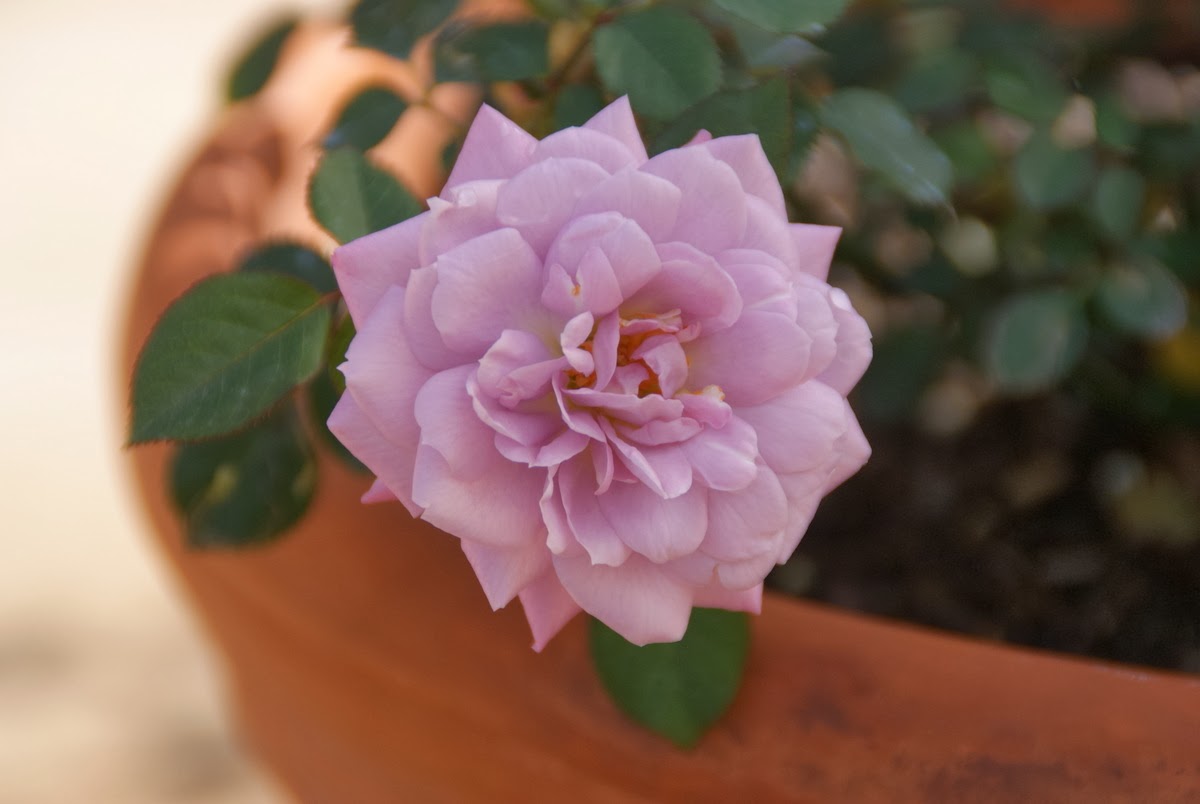 Organic Garden Dreams: February Roses