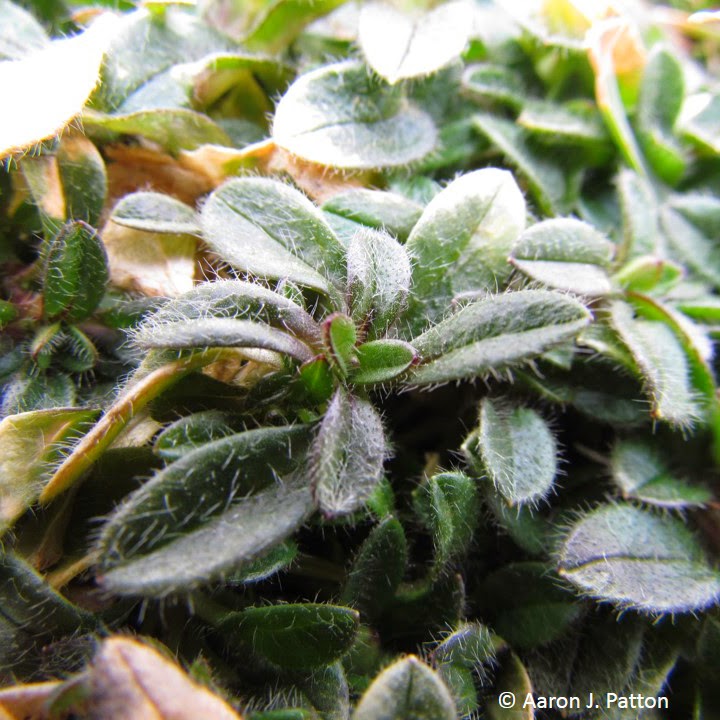 Purdue Turf Tips: Weed of the month for April 2014 is Mouse-ear Chickweed