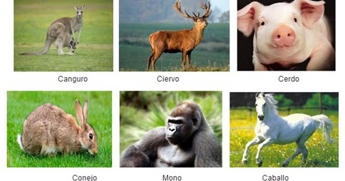 Clasificación de los seres vivos: Clasificación de los seres vivos ...