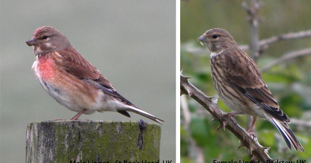Bird Blog: Eurasian Linnet (Linaria cannabina)