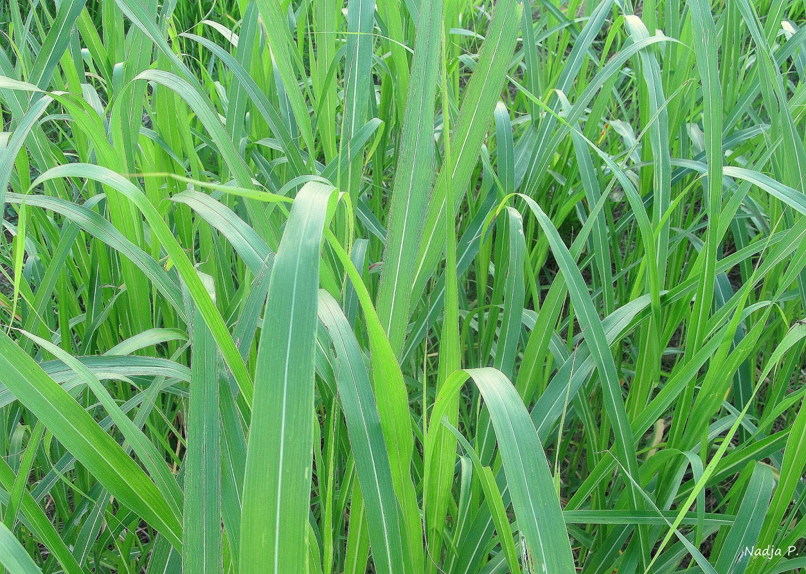 CACARECO'S: A beleza do matagal