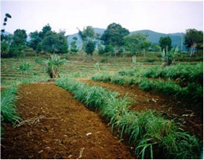 KONSERVASI TANAH DAN AIR SERTA METODENYA ~ NOVIASARI RITONGA