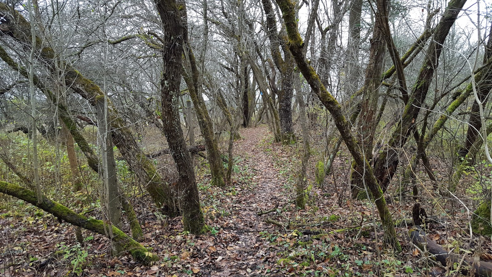 Sara Hikes... But Not Enough : NCT: Nelson Swamp & Roadwalk