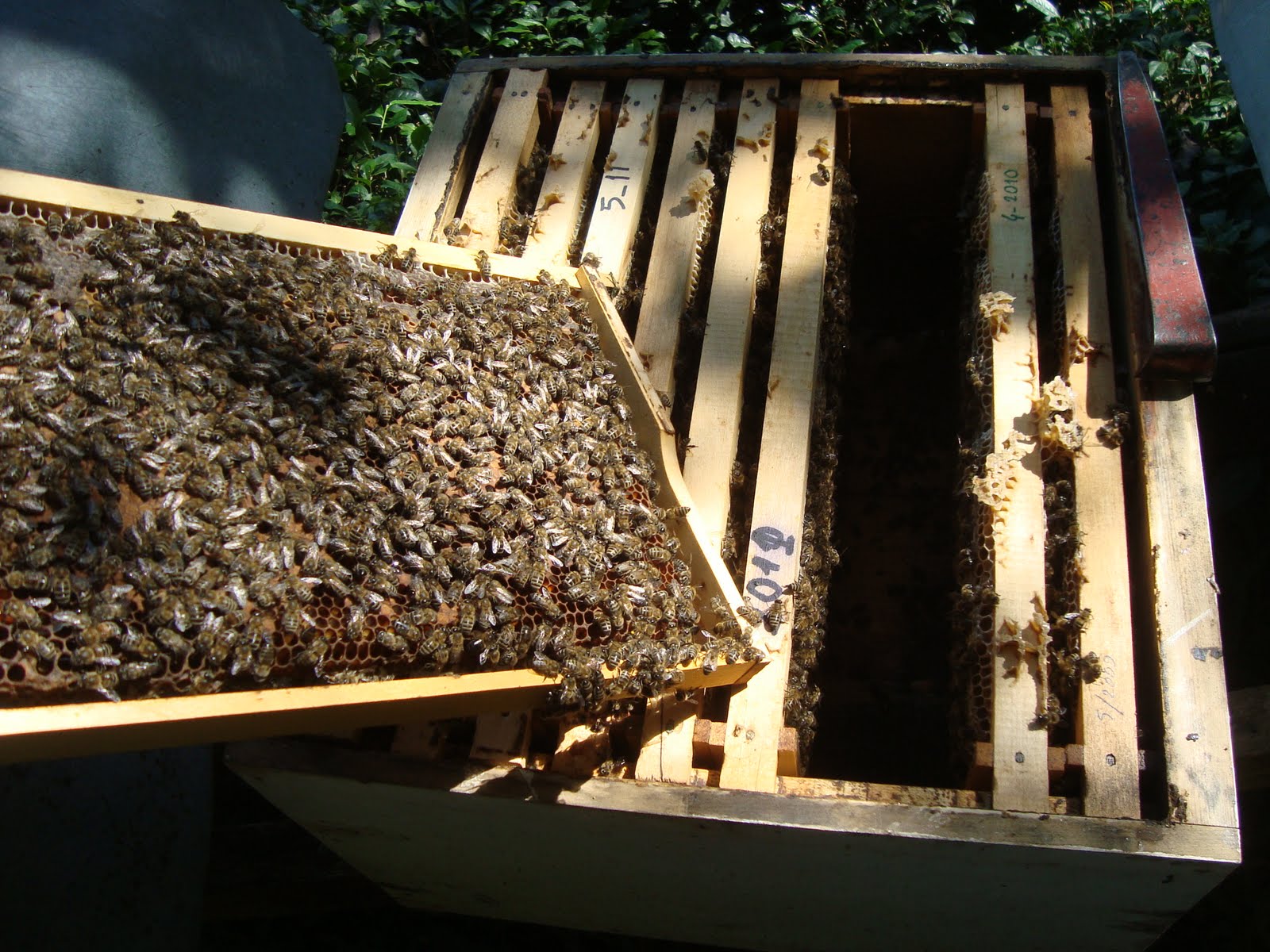 HAKİKİ HEMŞİN KOMAR BALI KAÇKAR DAĞLARI BALI YAYLA BALI,S