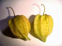 INFO BUAH LETUP DAN BUAH LETUP-LETUP | AKU ANAK PAHANG