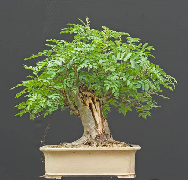 Walter Pall Bonsai Adventures: Big rowan is presentable for the first time