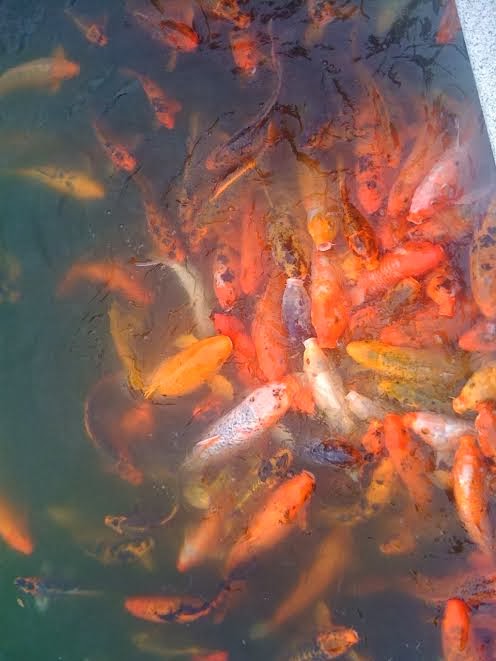 Financial and Fitness: Japan right in the middle of town.