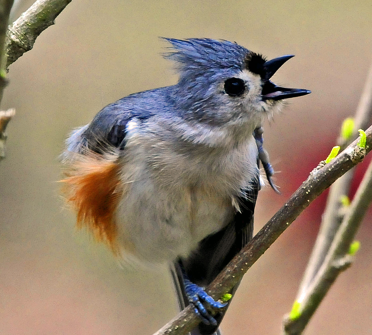 Richard Graves Photography: Tufted Titmouse
