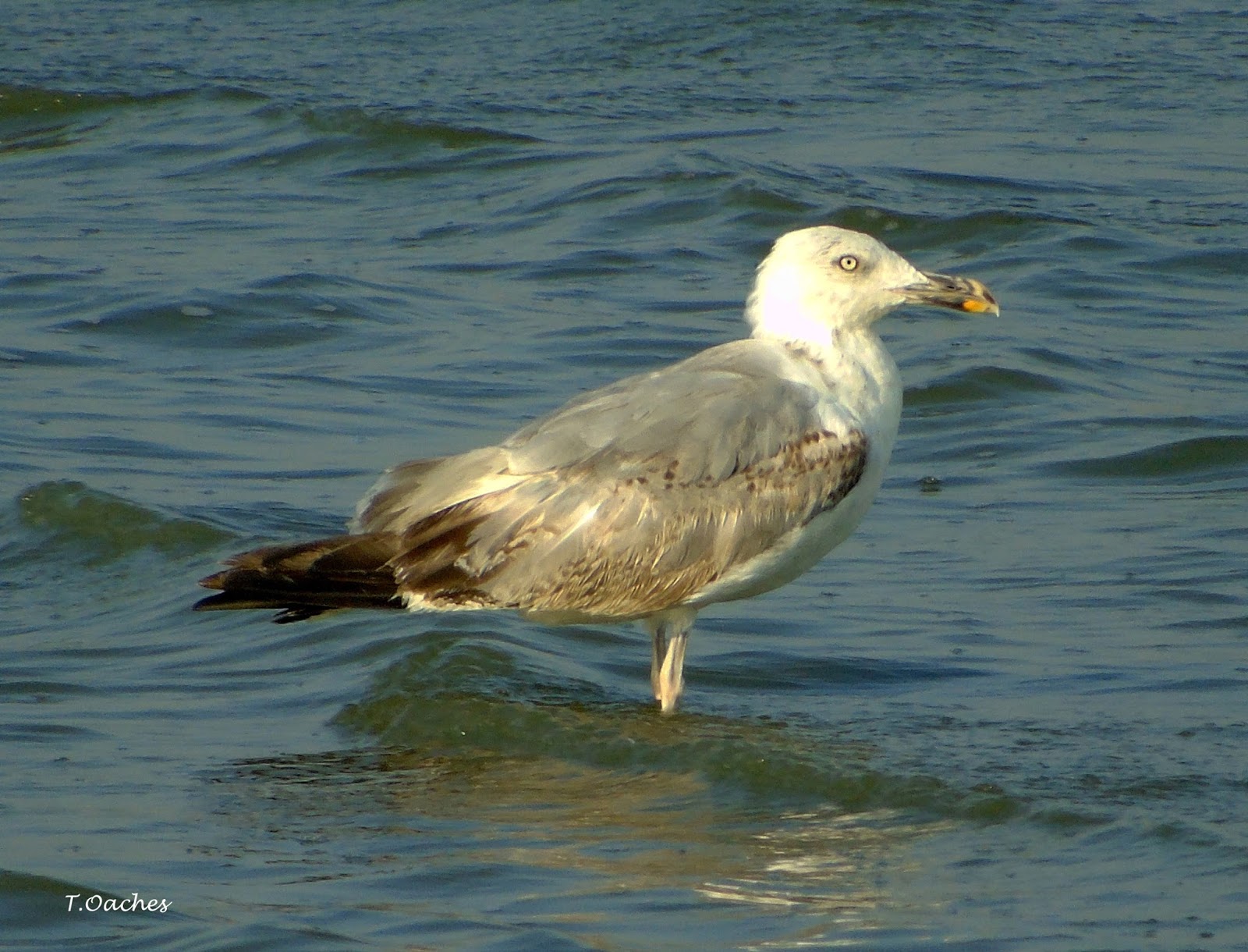 PASARI DIN ROMANIA: PESCARUS CU PICIOARE GALBENE, Larus michahellis