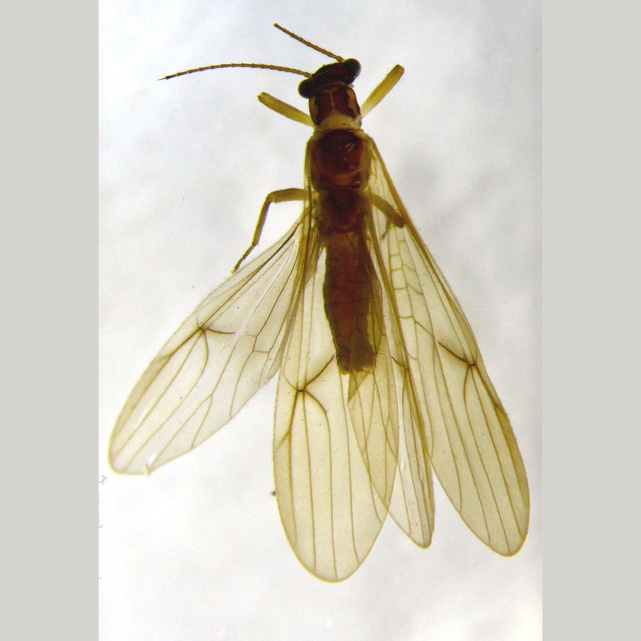 Species New to Science: [Entomology • 2016] Amphinemura apicilobata & A ...
