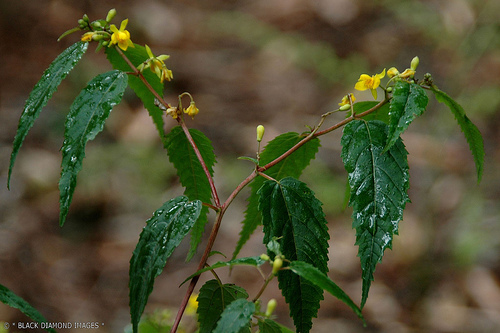 Maple silkwood - Flindersia pimenteliana F.Muell.