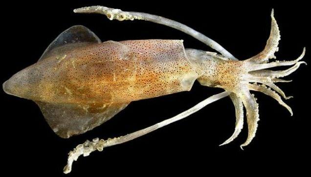 ΘΑΛΑΣΣΑ ΚΑΙ ΨΑΡΕΜΑ: ΜΑΛΑΚΙΑ-ΚΑΛΑΜΑΡΙ