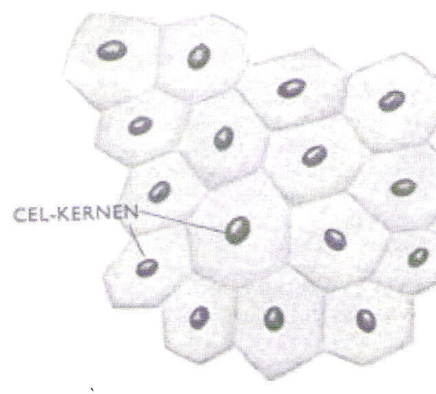 Medische Terminologie: De bouw van het menselijk lichaam, Cellen