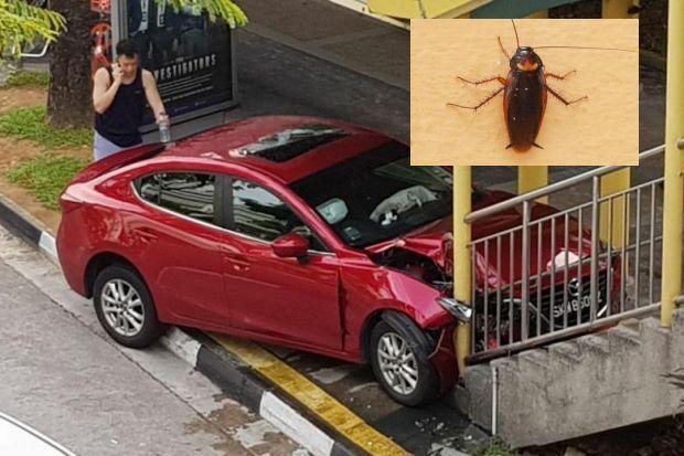 How to prevent cockroaches in cars: Pest control experts share tips and ...