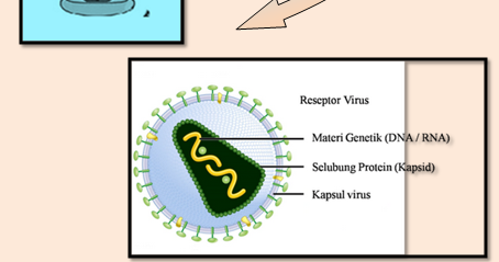 Bentuk dan Struktur Virus - BELAJAR BIOLOGI