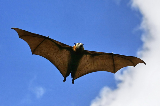 No direction home ... a complete unknown ... like a rolling luggager ...