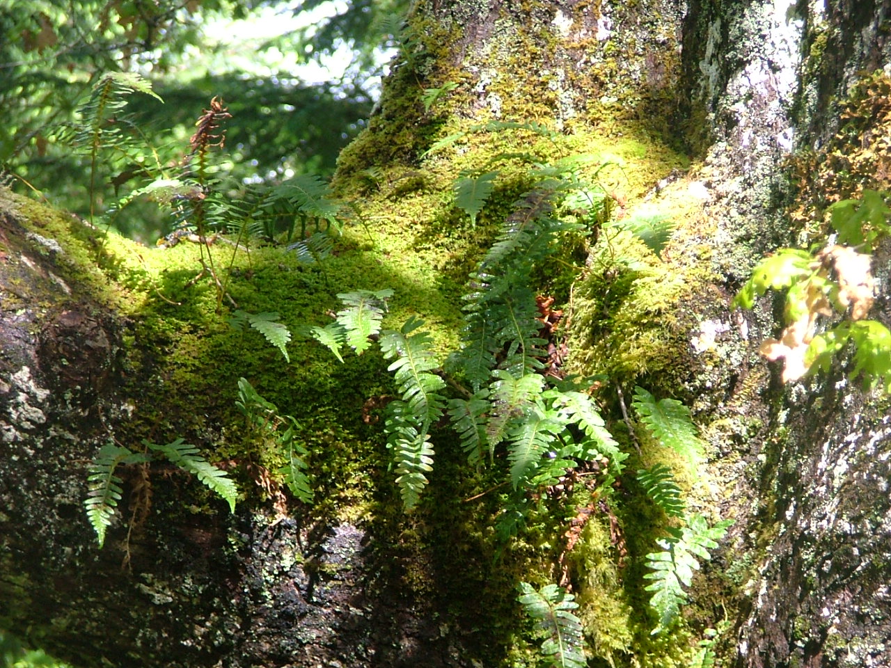 The Native Woods Co-operative (Scotland) Ltd: Moss and Ferns