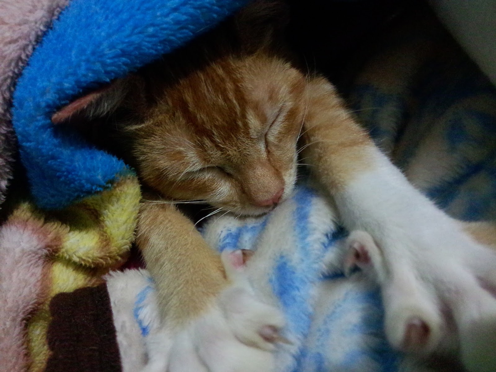 Kuyimuct-Yell: KUYI, Kucing comel imut unyu unch unch lope lope kuykuy ...