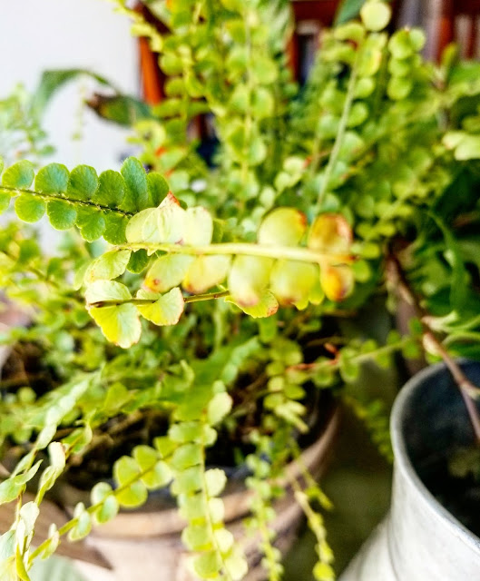 The Quaint Sanctuary: { Simple Tips to Revive Dying House Plants }