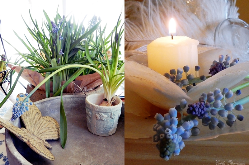 Une seconde infinie-laplumedesther: Enfin, des muscaris!♫♪