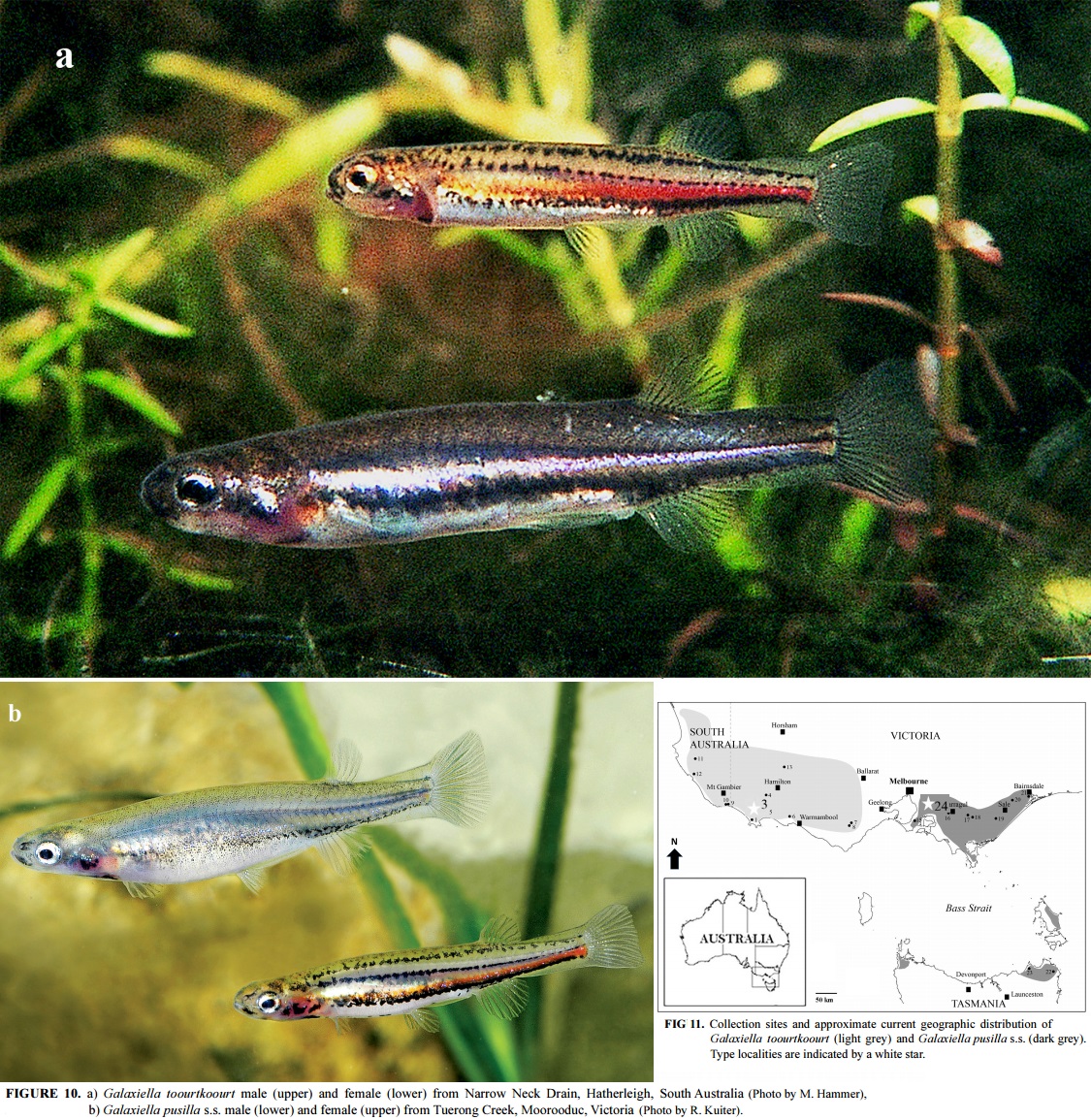 Species New to Science: [Ichthyology • 2015] Galaxiella toourtkoourt ...