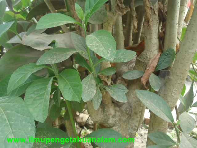 Mengenal Ciri-Ciri Daun Afrika Vernonia Amygdalina dan Manfaatnya ...