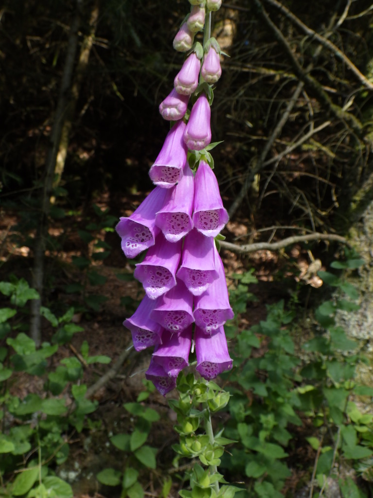 quatre saisons: été
